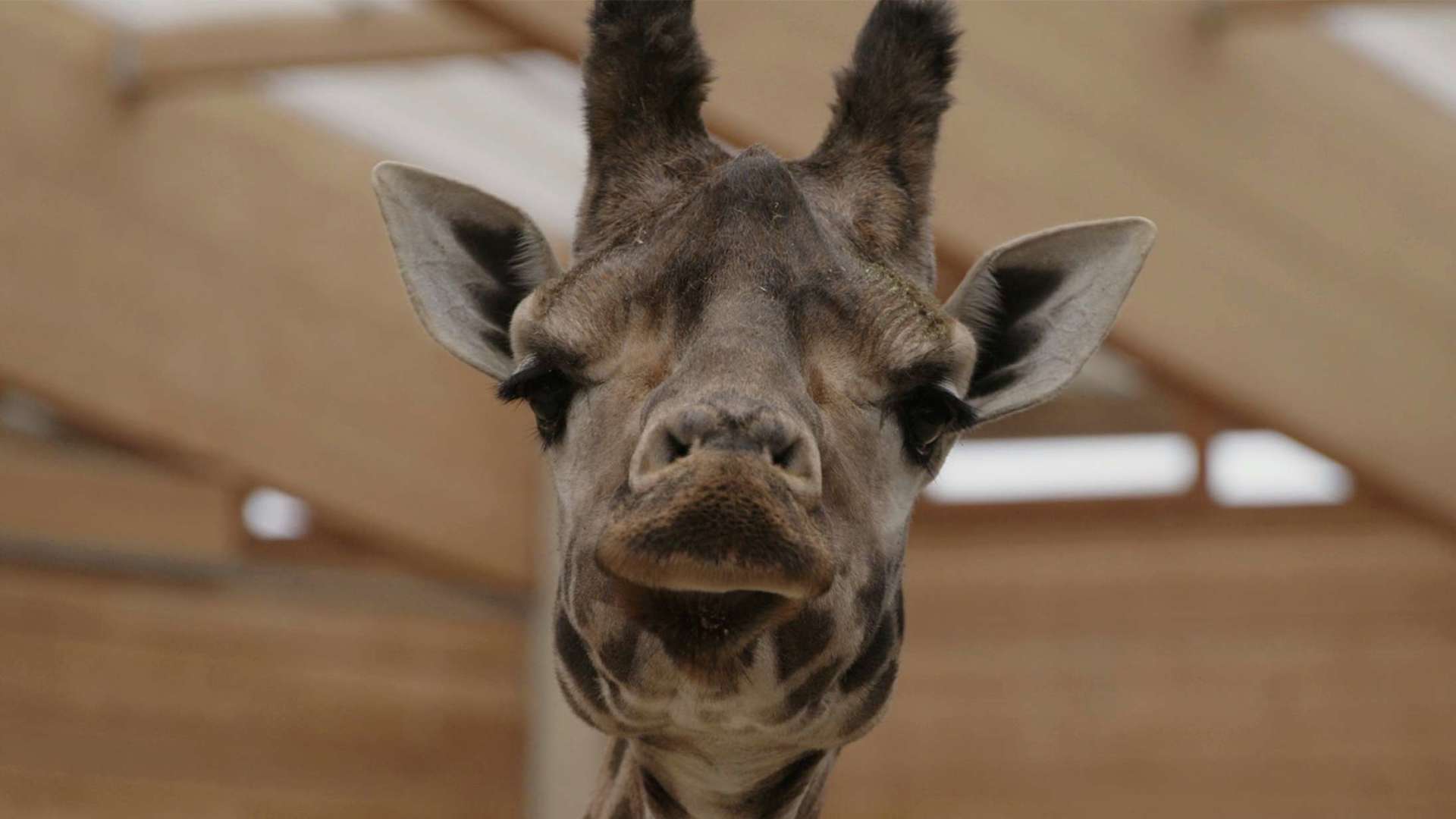 FILM Livet og andre problemer